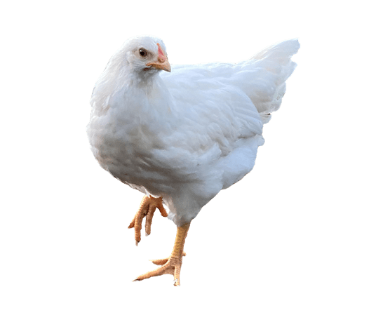 Retail Outlet - Coastal Farms and Feeds